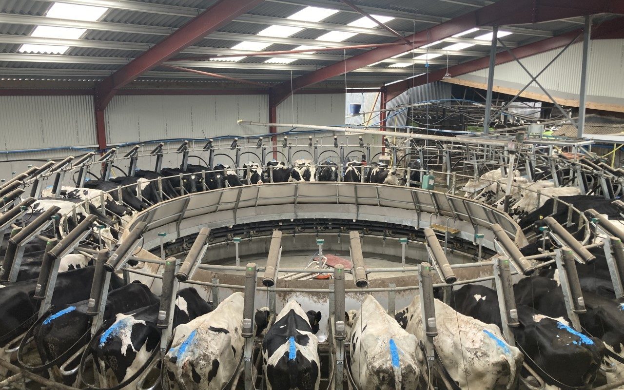 Video: 44-bail rotary in action on 300-cow farm in Cork - Agriland.ie
