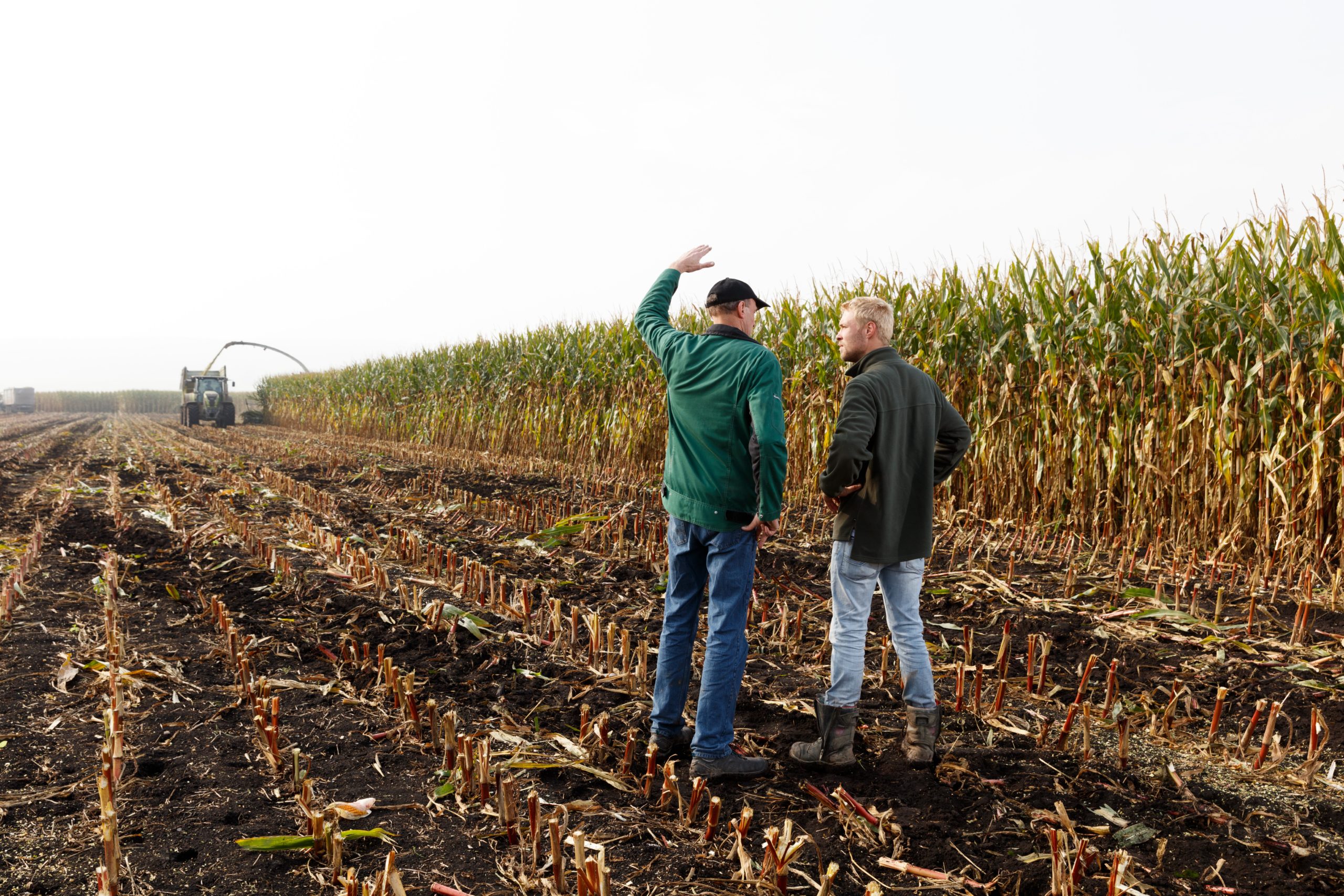 Boosting maize performance with foliar nutrition - Agriland.ie