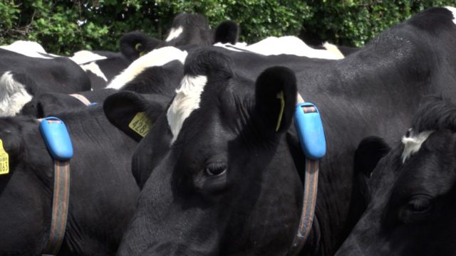 Advanced cow monitoring a game changer for Irish farmer