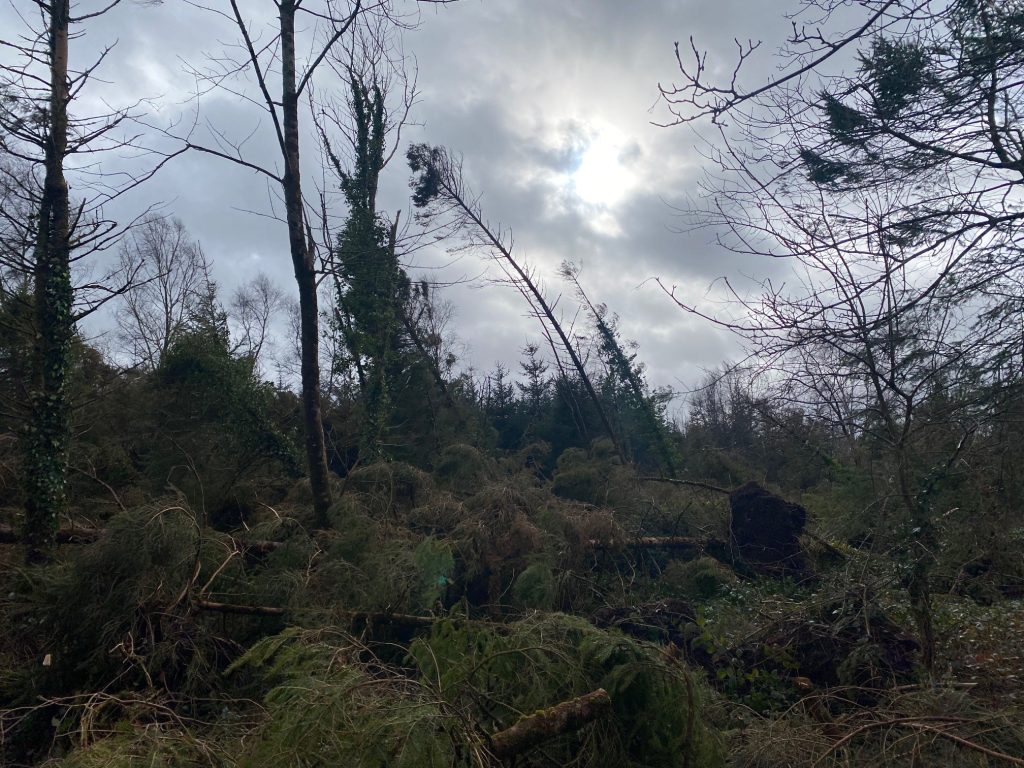 Healy-Rae tells farmers to 'wait' until agroforestry scheme is improved ...