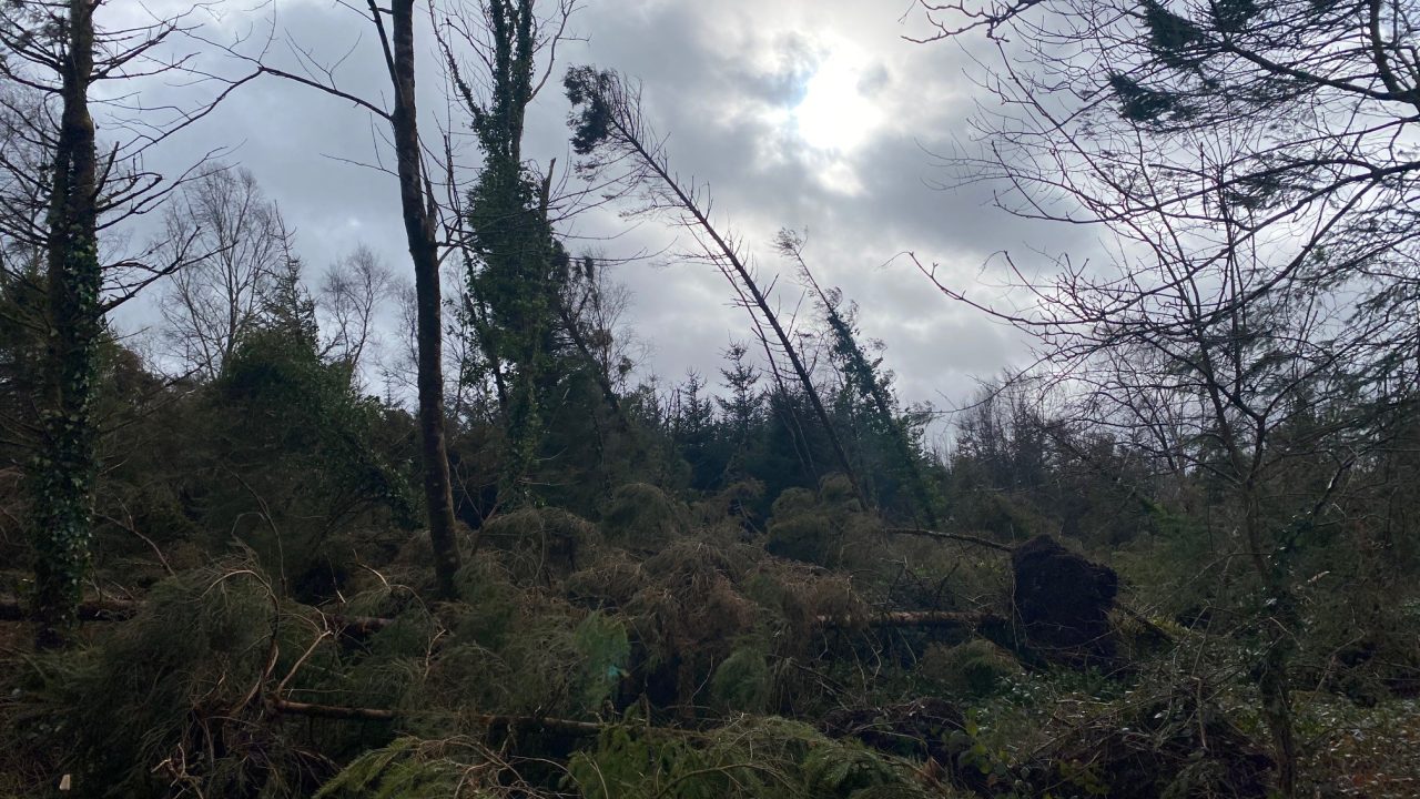 Coillte 'on target' to complete storm damage recovery - Agriland.ie