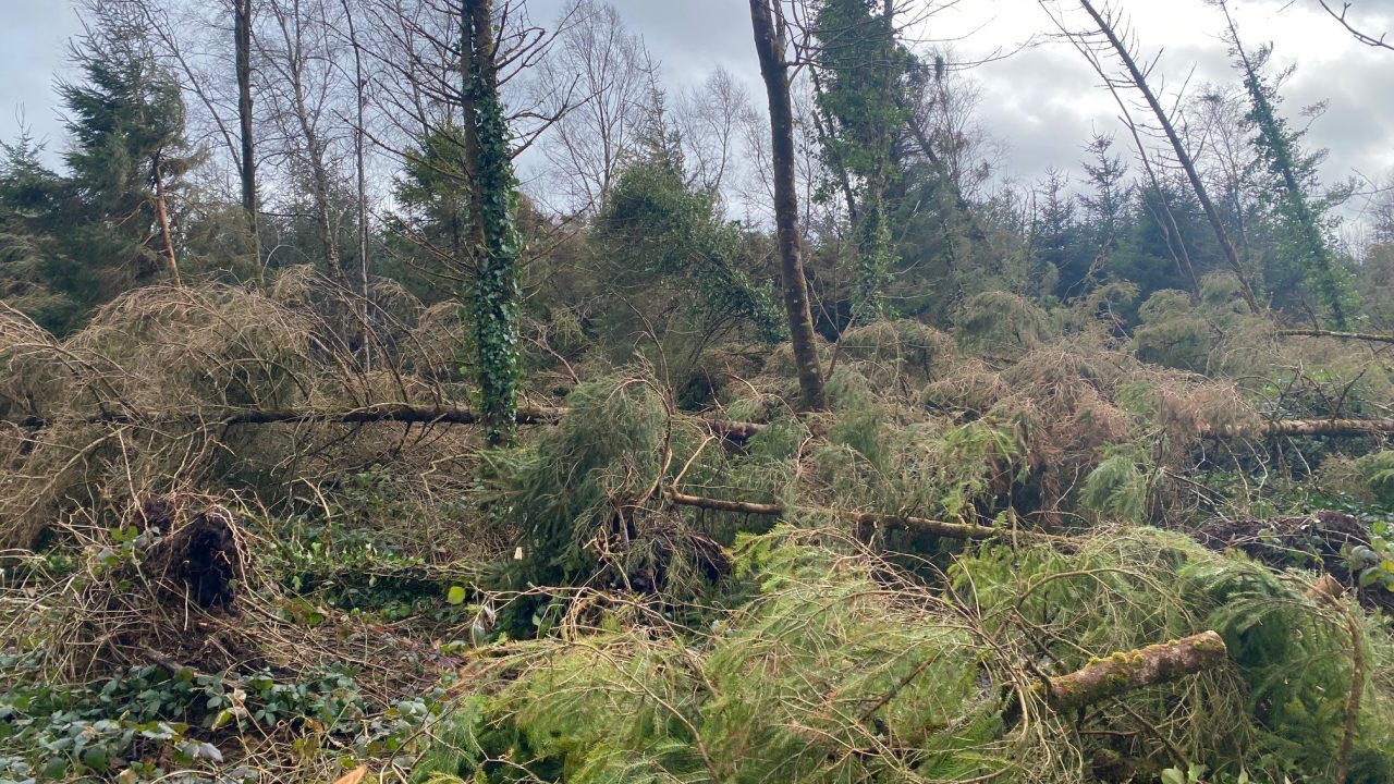 Over 80% of forestry harvesting capacity working in windblow areas ...