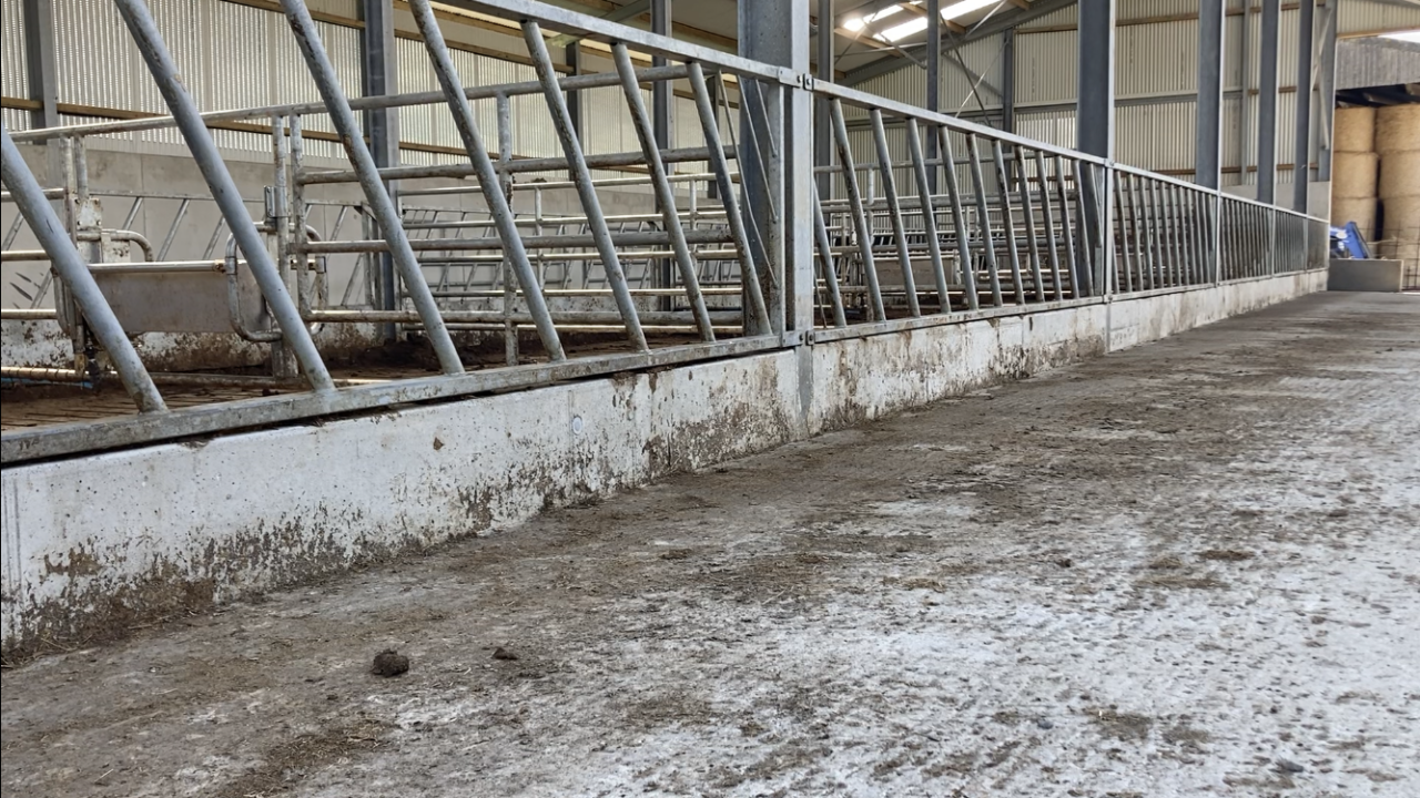 Buildings Focus: 6-bay slatted shed for Kilkenny suckler-to-beef farm