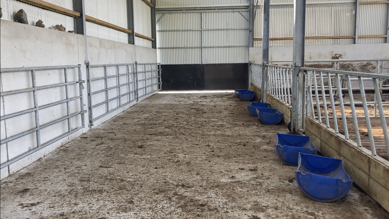 Buildings Focus: 6-bay slatted shed for Kilkenny suckler-to-beef farm