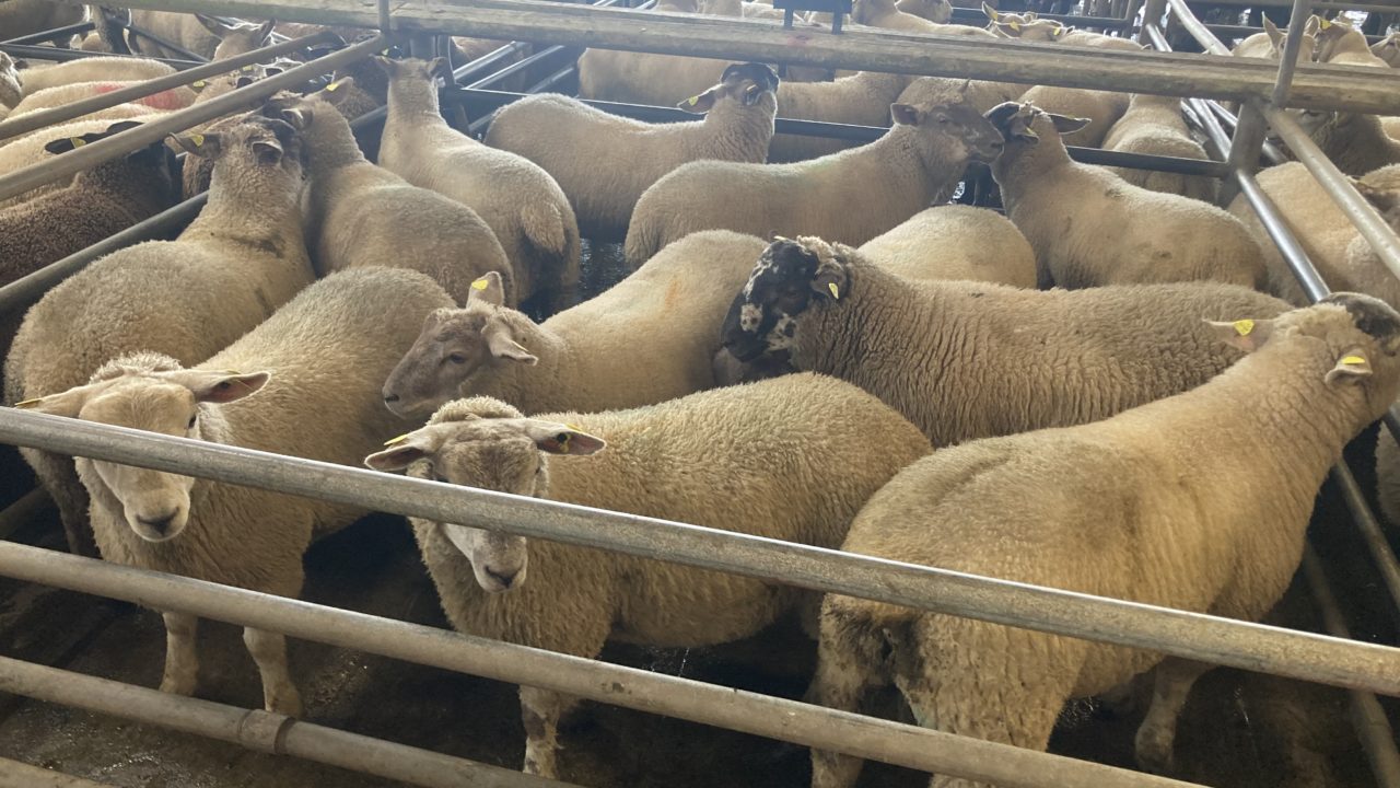 Sheep kill: Demand driven by Eid al-Adha sees kill surpass 78,000 head ...