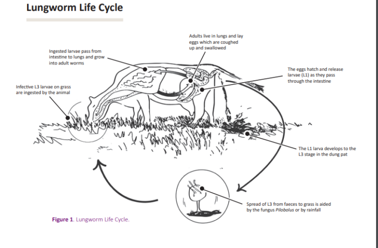 Hoose in the herd: Signs of a lungworm infection in cattle