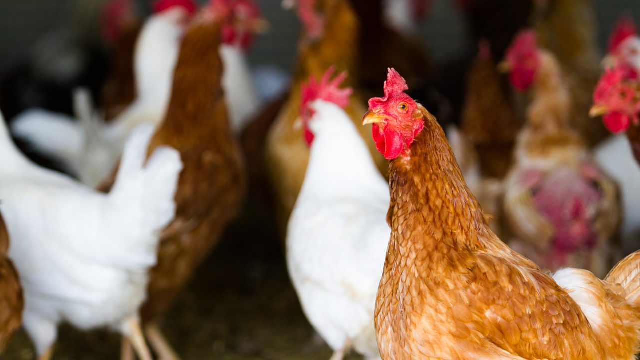Biosecurity and vaccination 'best defence' against Newcastle disease ...