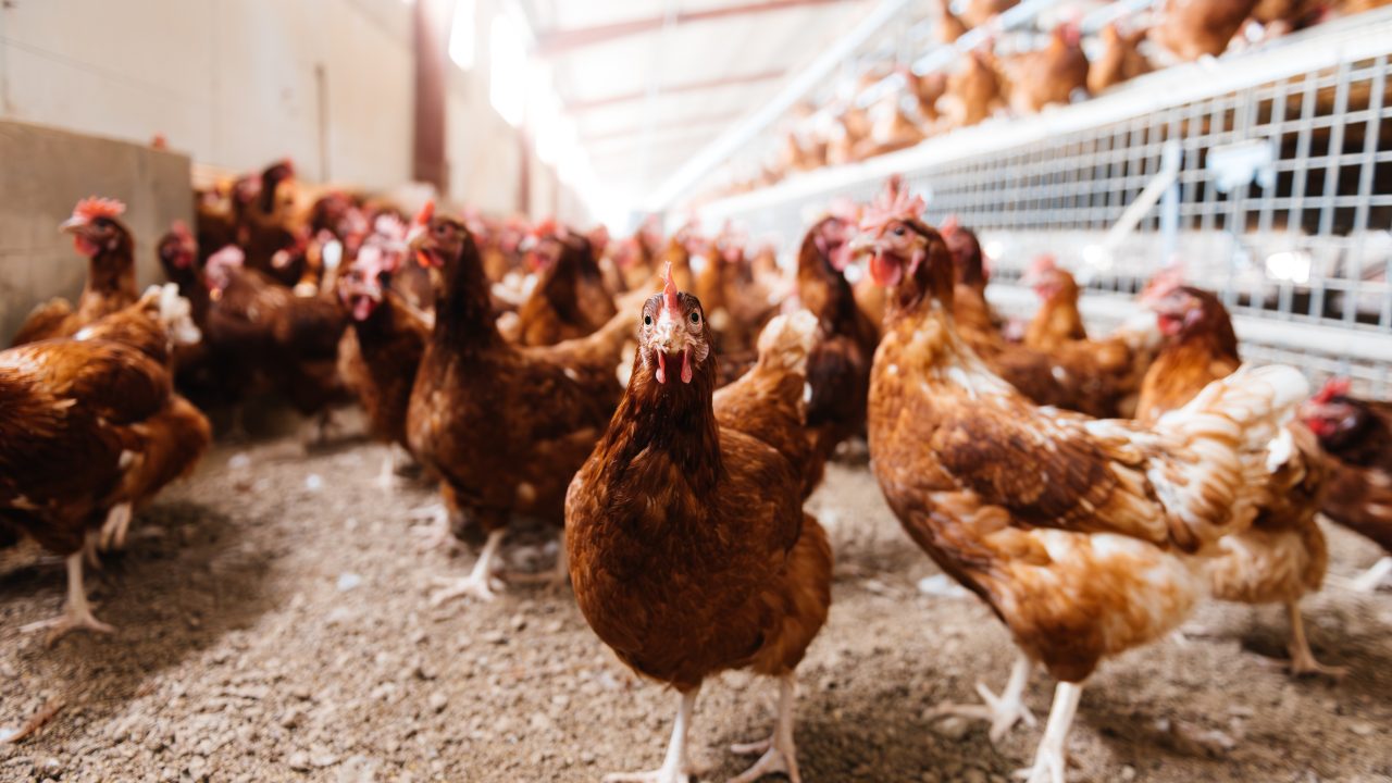 NI Assembly hears calls for greater all-island cooperation on poultry ...