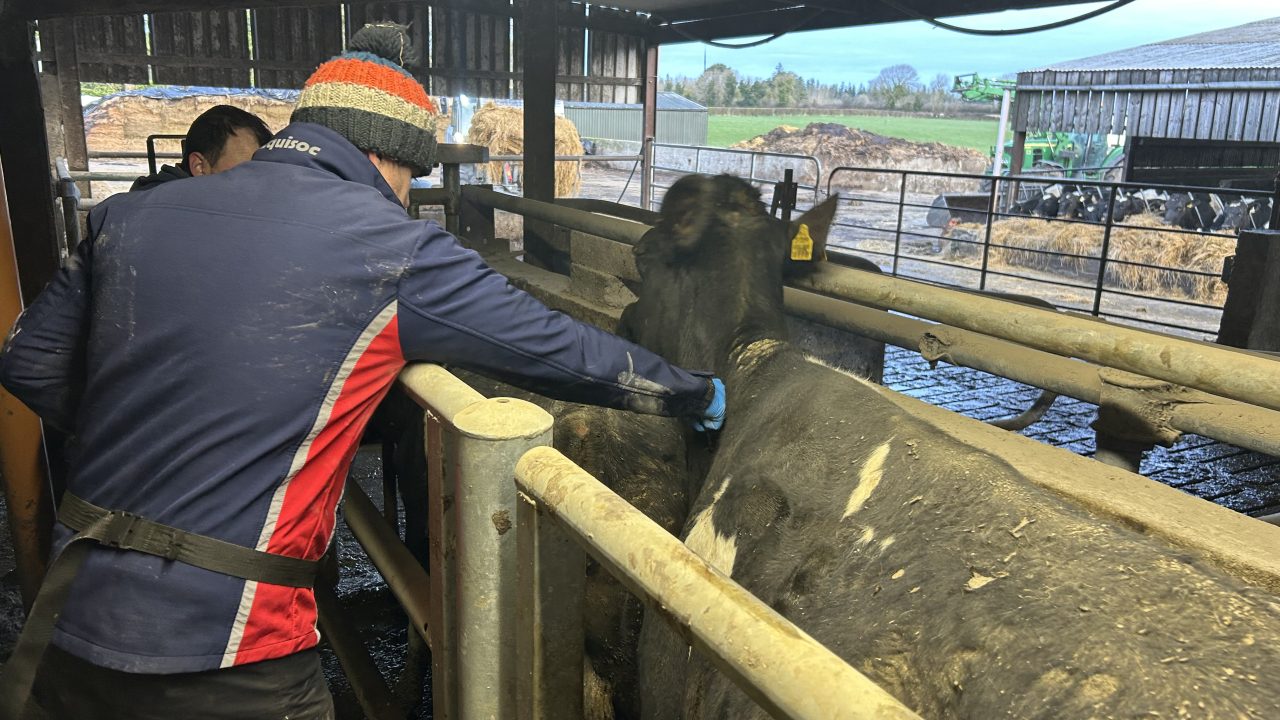 DAFM officials to go before Oireachtas agri committee as TB rates ...