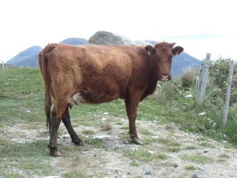 Heritage: How a Connemara farmer saw opportunity in Dan O'Hara