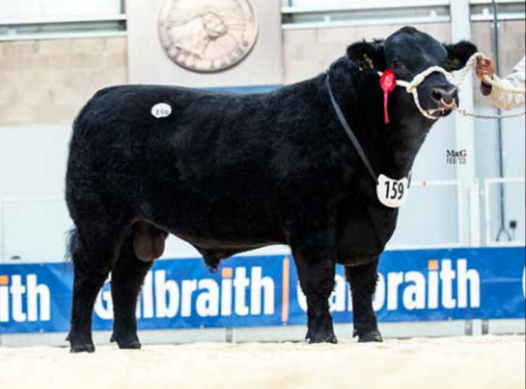 Gigginstown House welcomes 21 champion Angus cattle