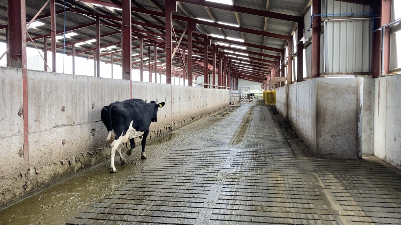 Buildings Focus: 3 robots for a 230-cow Tipperary farm