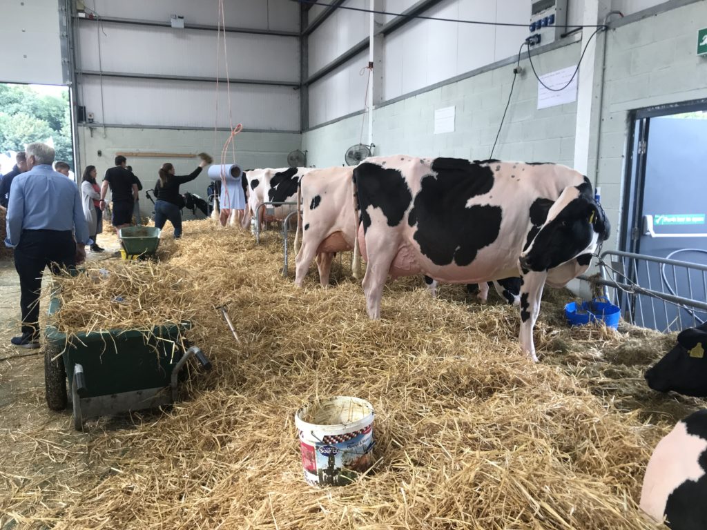 Crowds gather as 79th Virginia Show gets underway - Agriland.ie