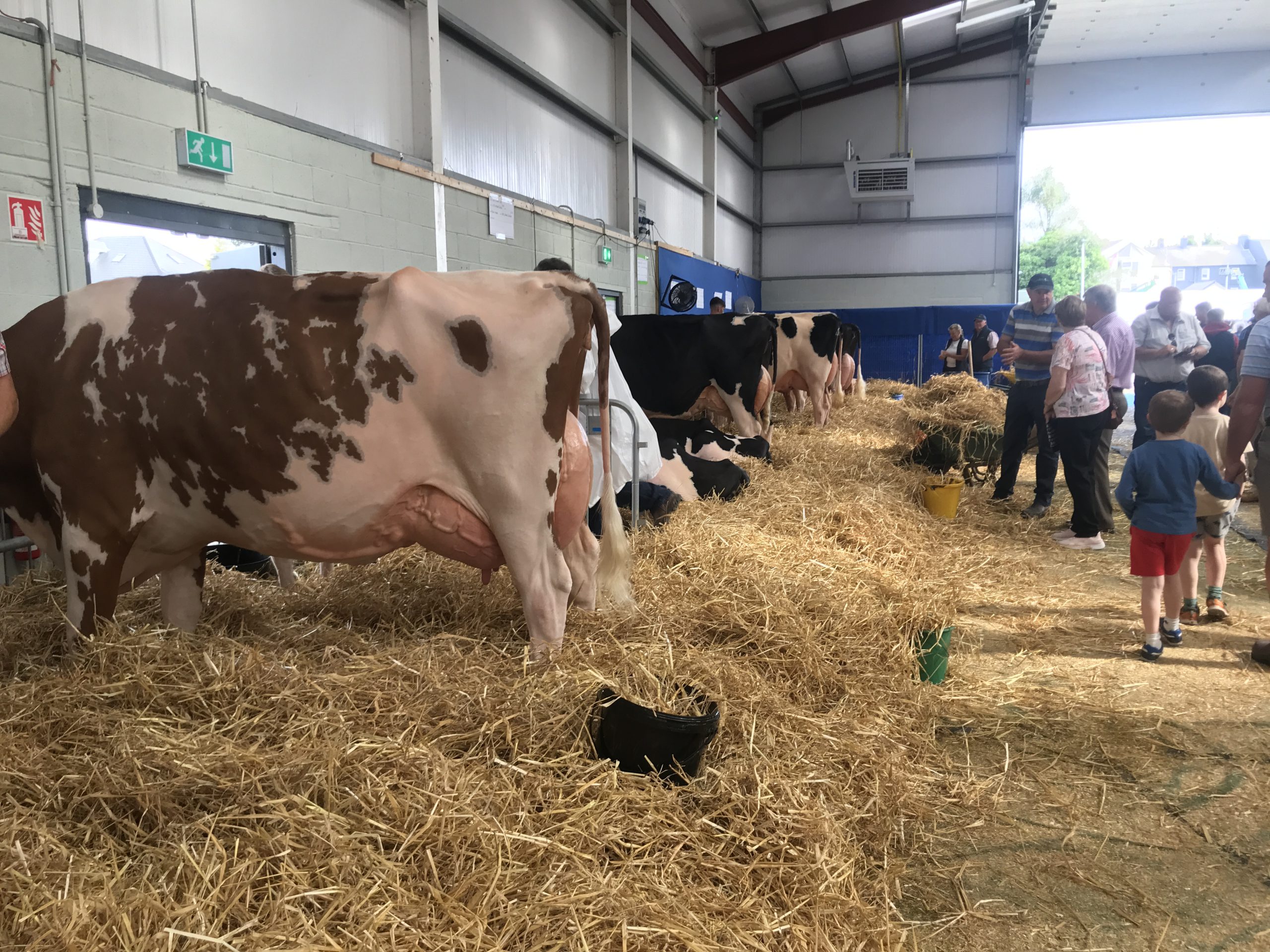 Crowds gather as 79th Virginia Show gets underway - Agriland.ie