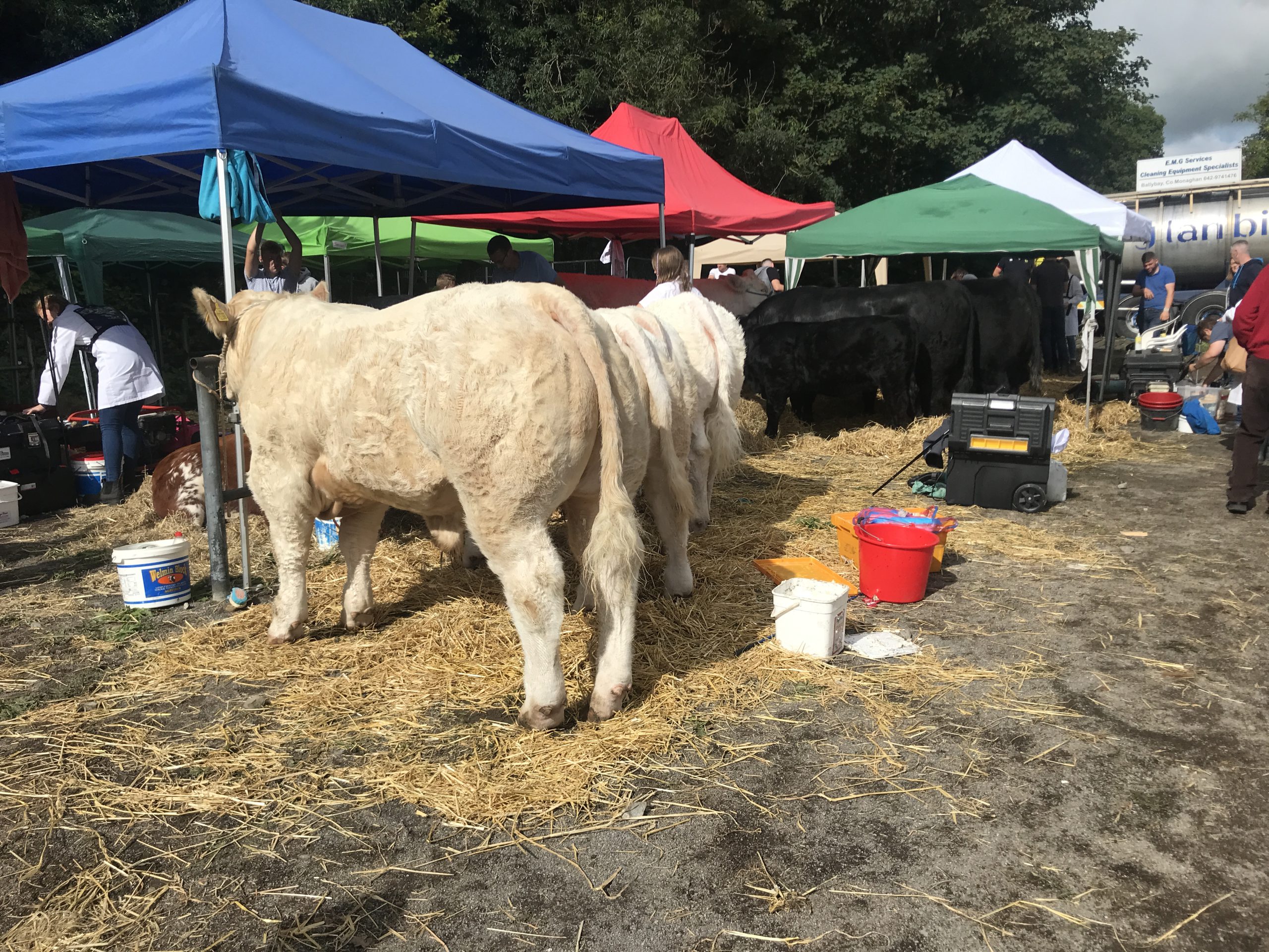 Crowds gather as 79th Virginia Show gets underway - Agriland.ie