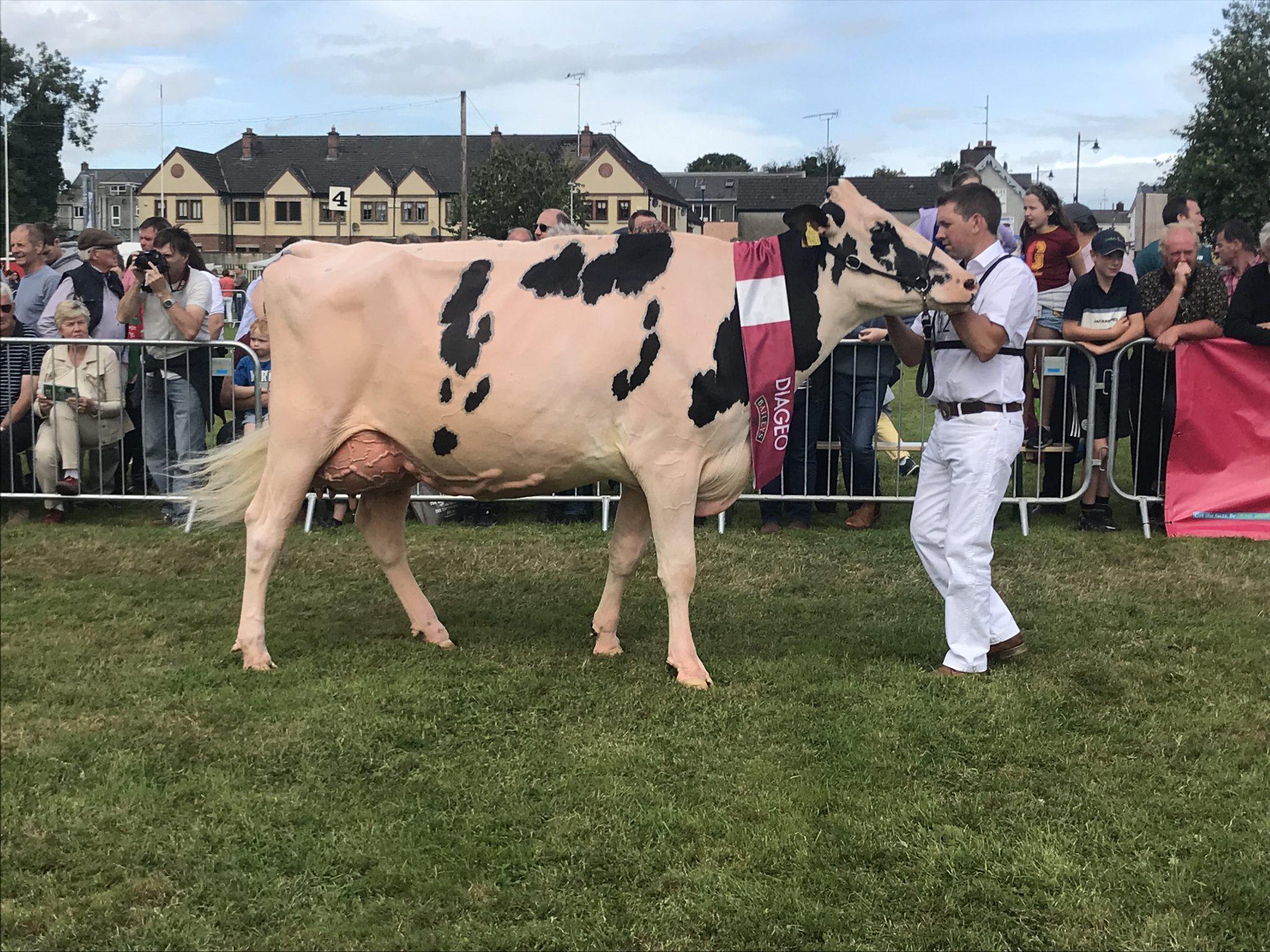 Baileys cow champion title goes to Co. Down