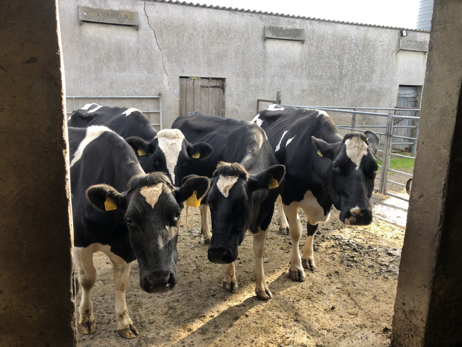 Video: Old-school system on Leitrim suckler and dairy farm