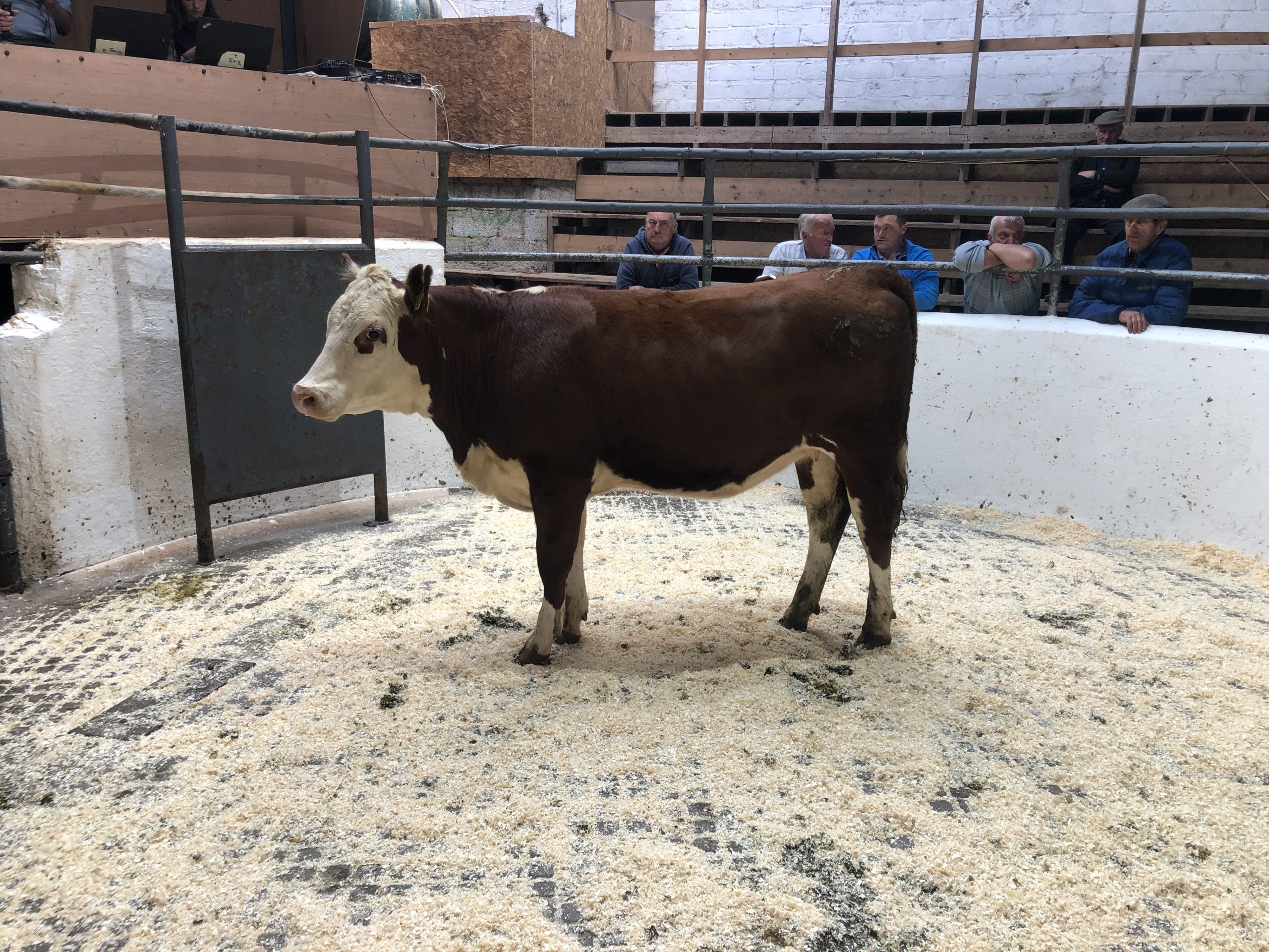 Pics and prices: Organic cattle sale at Cootehill Mart - Agriland.ie