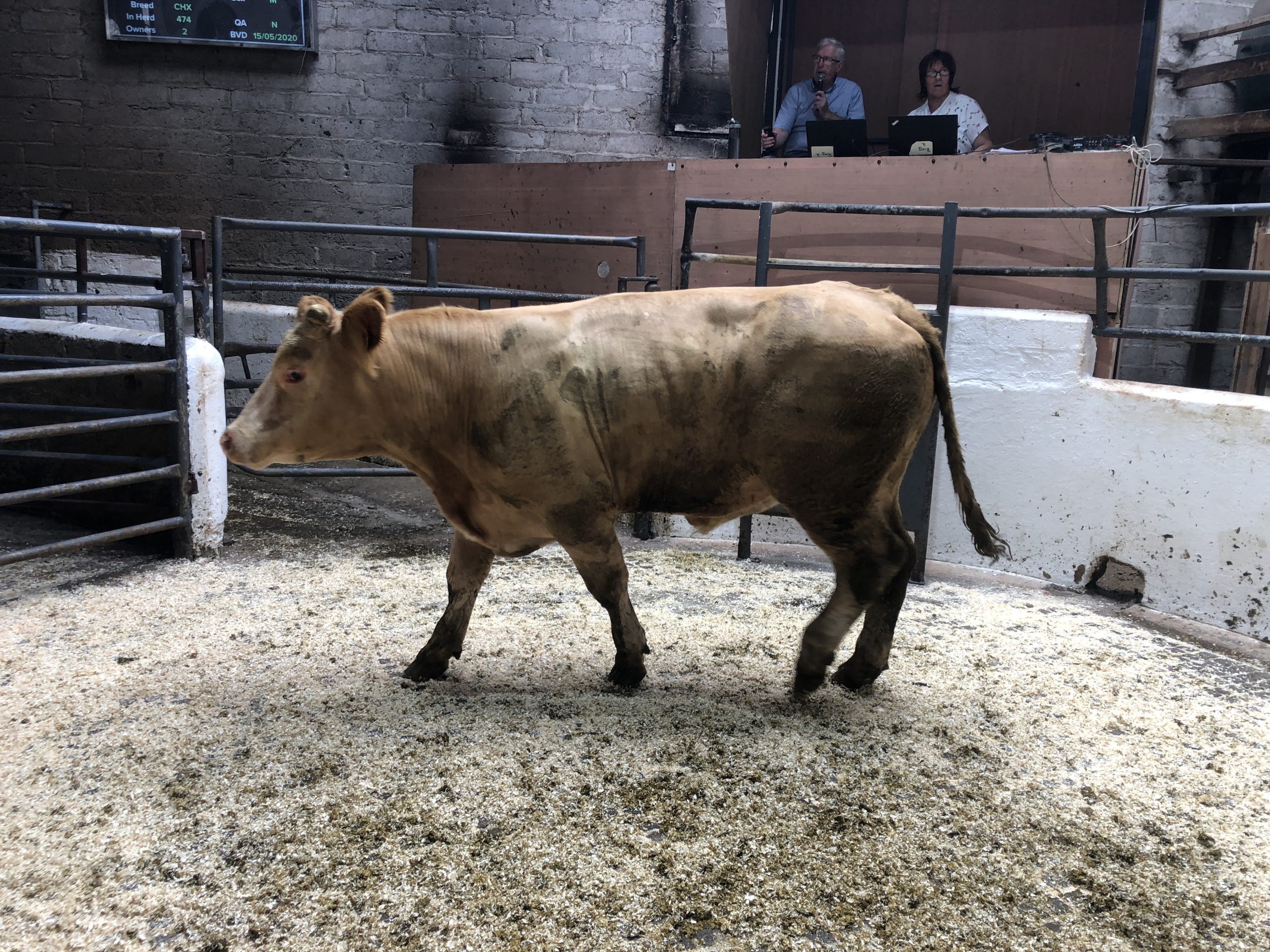 Pics and prices: Organic cattle sale at Cootehill Mart - Agriland.ie