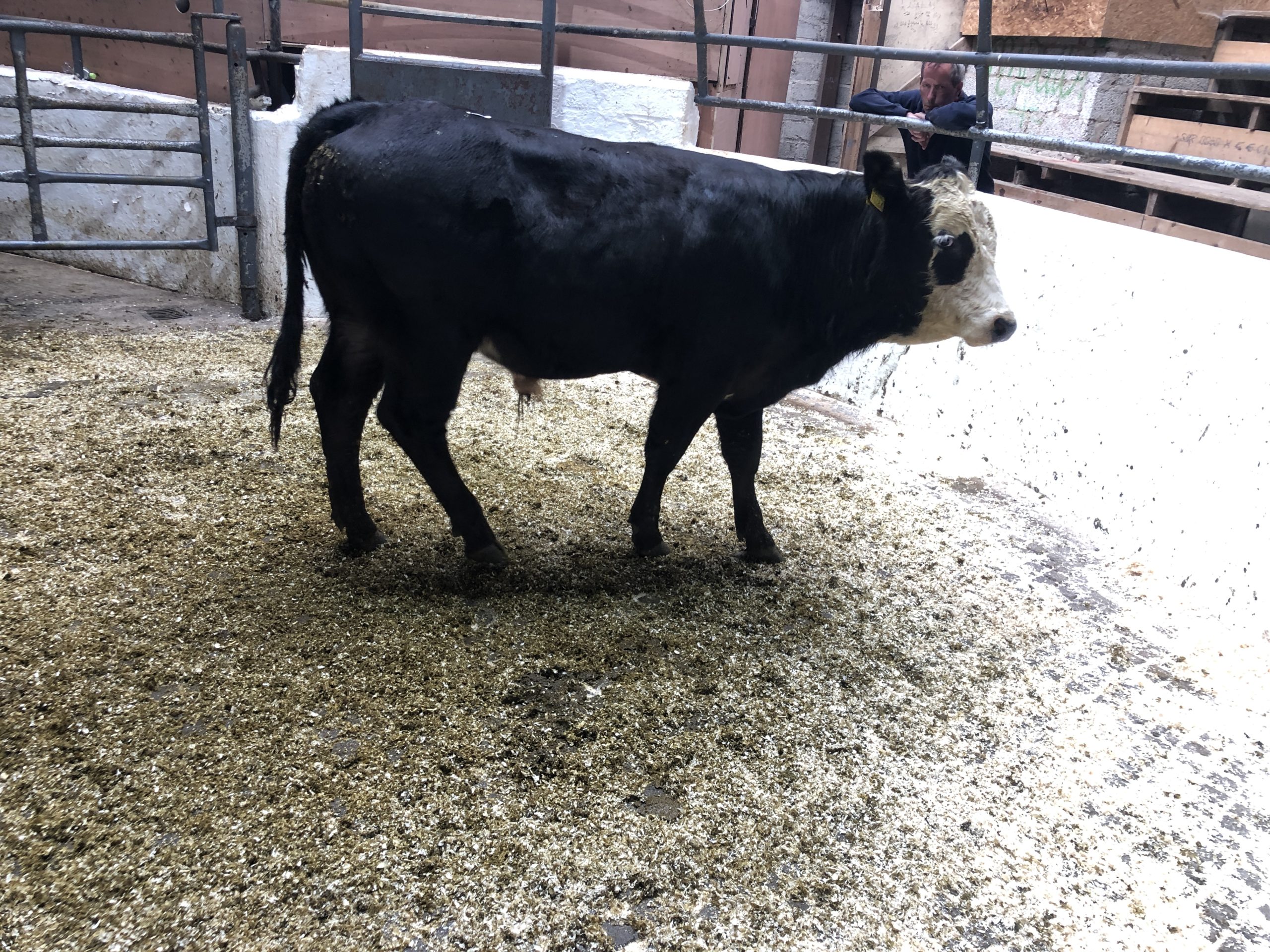 Pics and prices: Organic cattle sale at Cootehill Mart - Agriland.ie