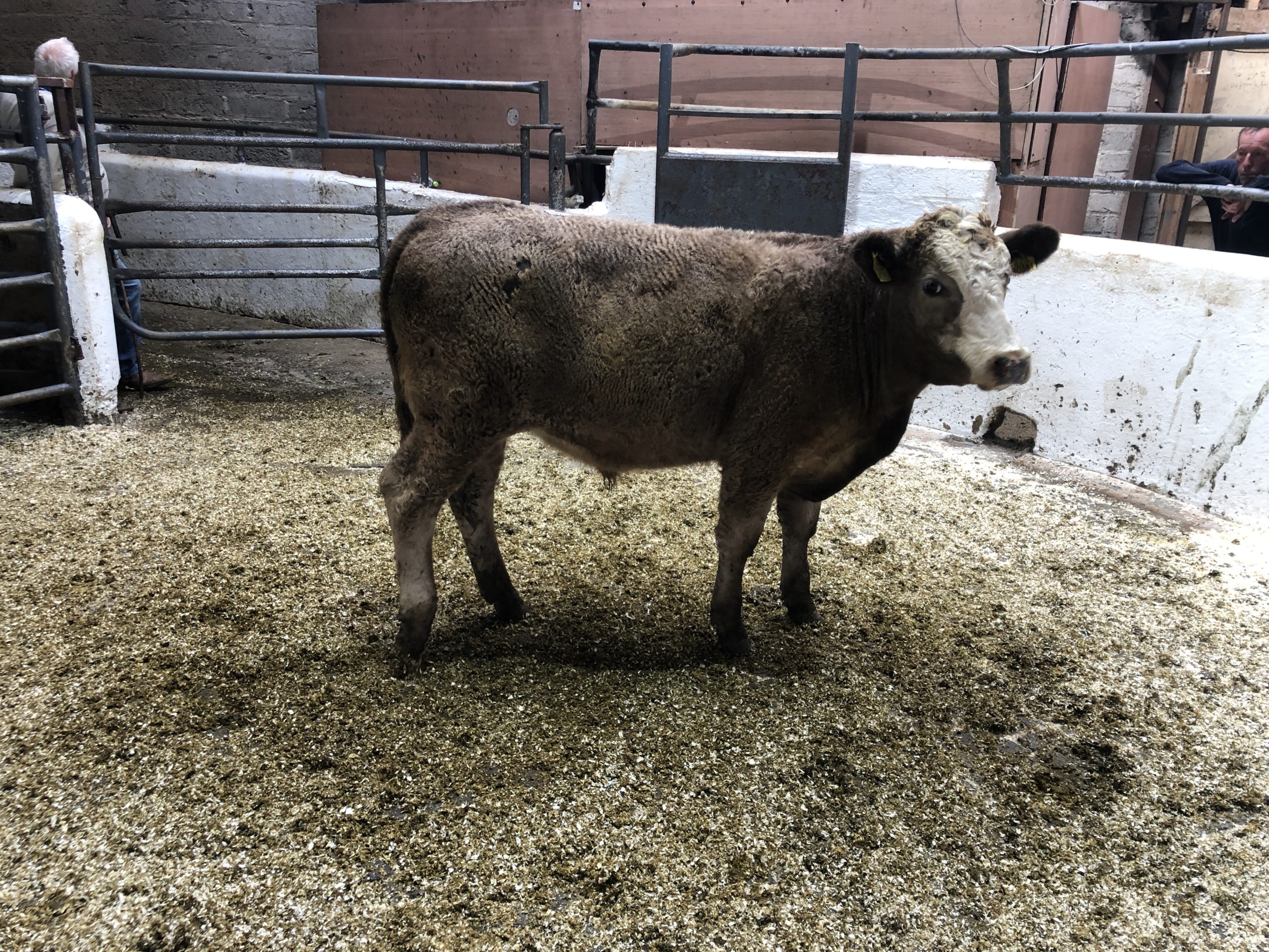 Pics and prices: Organic cattle sale at Cootehill Mart - Agriland.ie