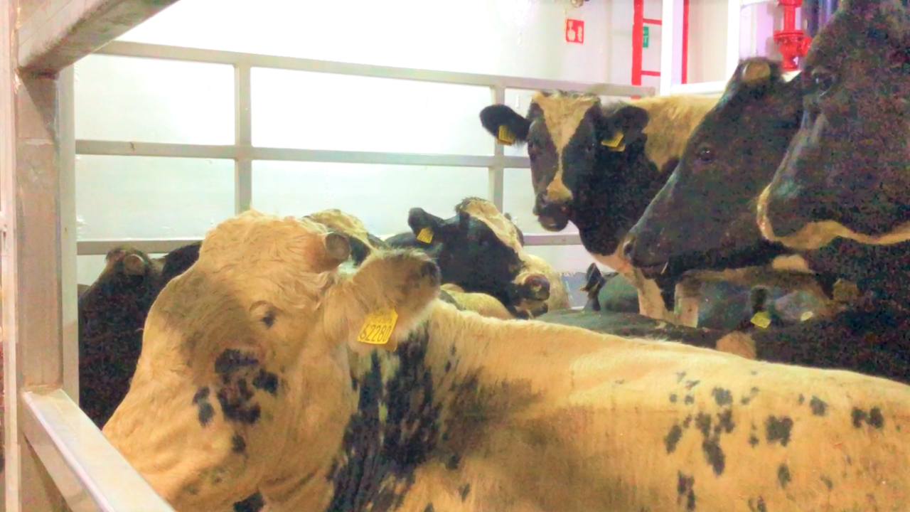 Video: Viastar loads bulls on boat for export overseas