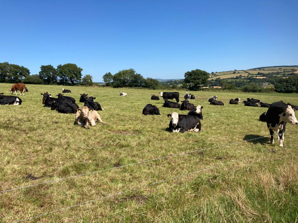 ABP Demo Farm: 2021-born heifers begin finishing phase - Agriland.ie