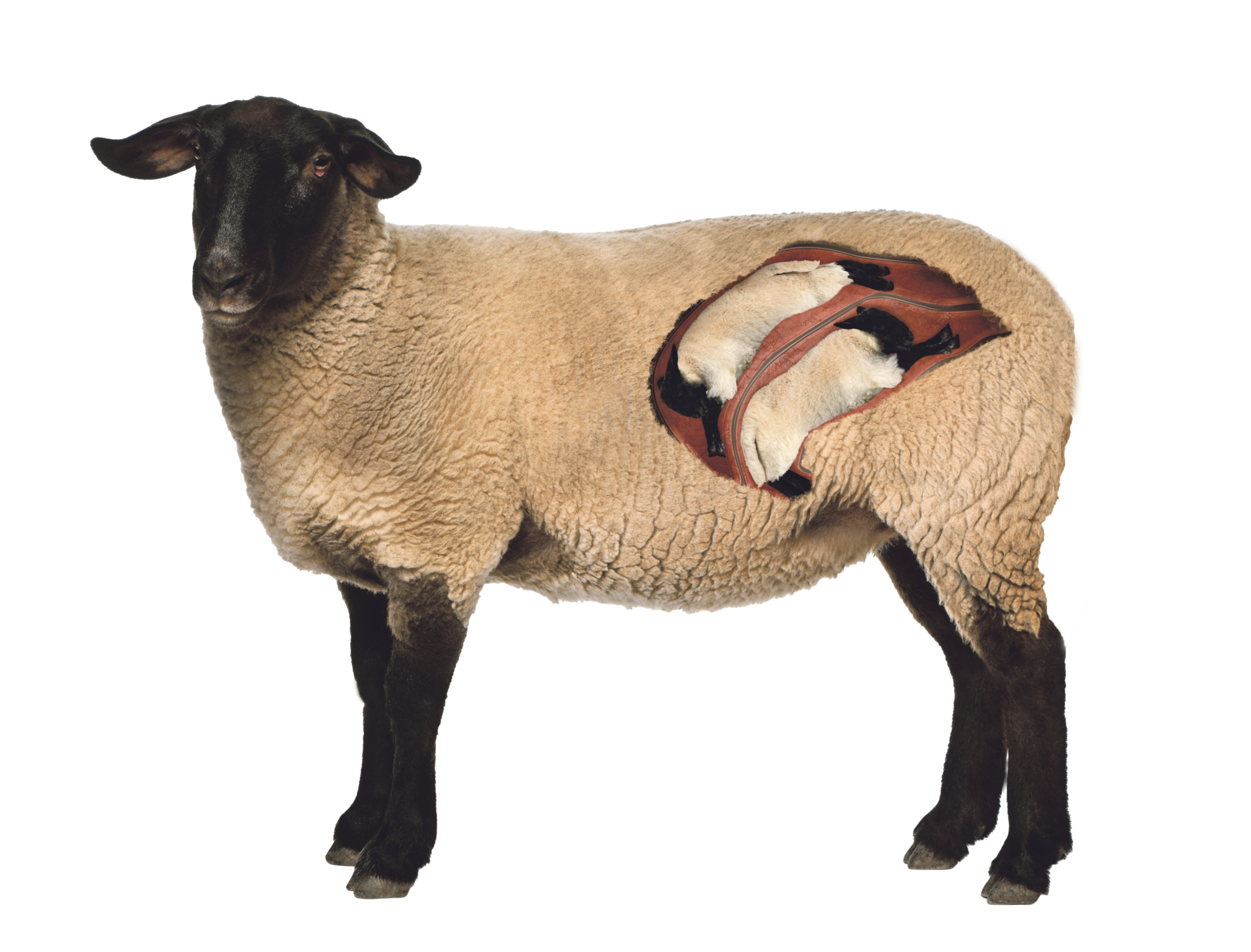 Pre-tupping fertility: Think trace-element nutrition - Agriland.ie