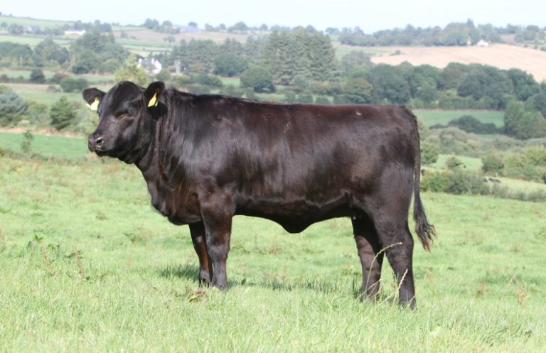 55 Angus set for 'genetic excellence' sale in Thurles