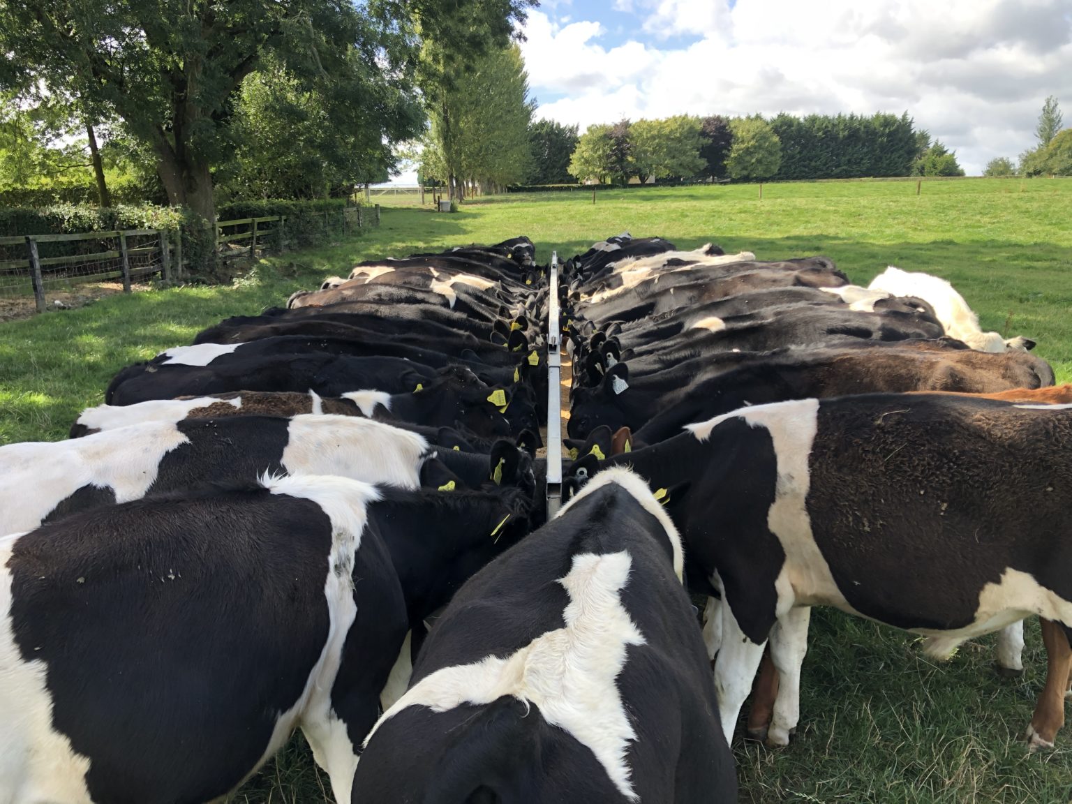 Beef Focus: Gurteen College's suckler and beef unit - Agriland.ie