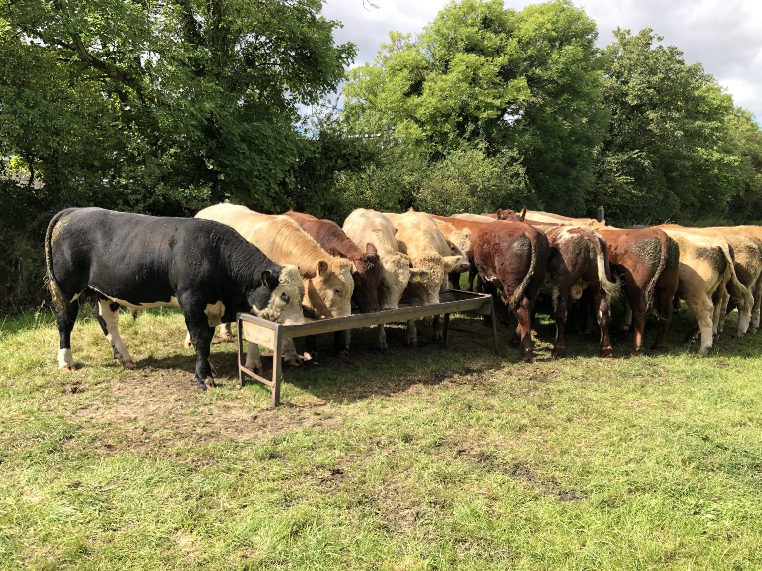 Beef Focus: Gurteen College's suckler and beef unit - Agriland.ie