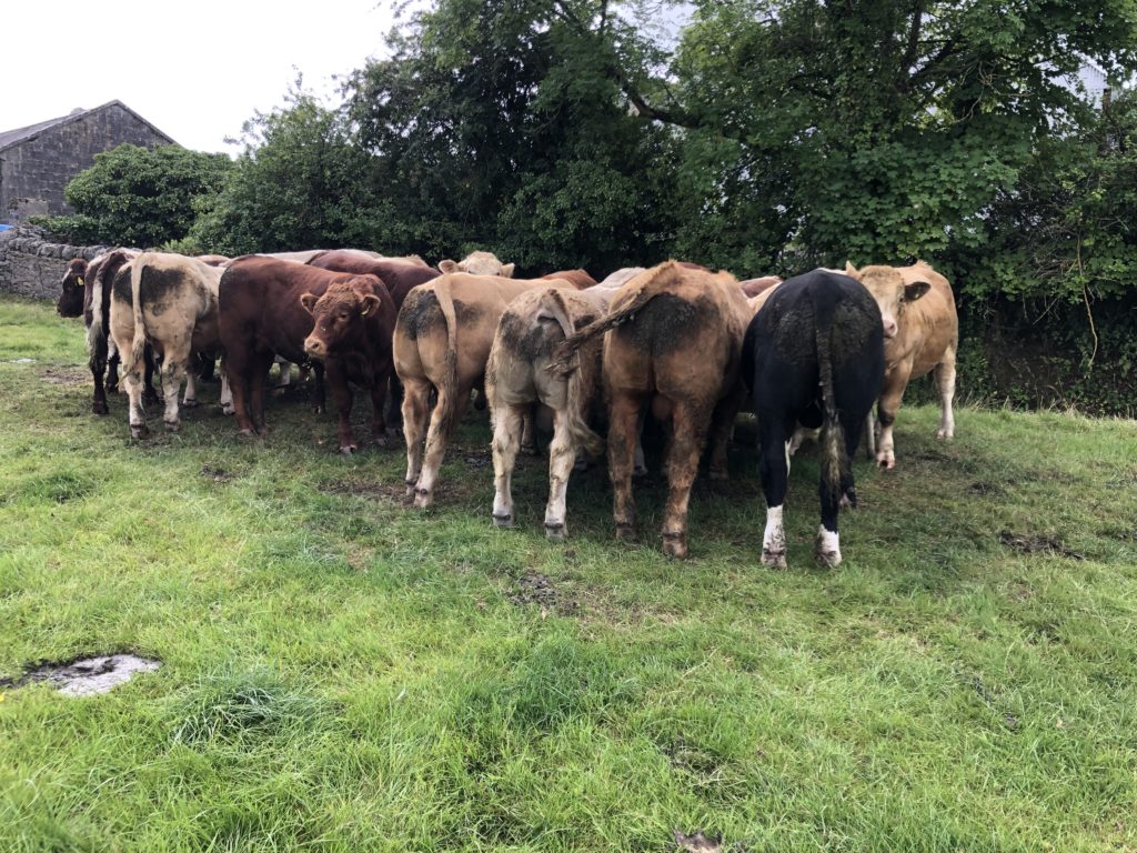 Beef Focus: Gurteen College's suckler and beef unit - Agriland.ie