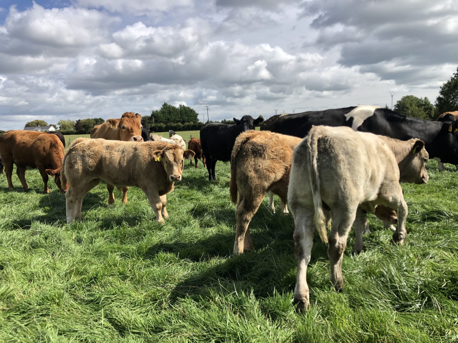 Beef Focus: Gurteen College's suckler and beef unit - Agriland.ie