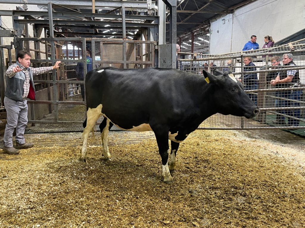 Milk in high demand at Carnaross dairy sale - Agriland.ie