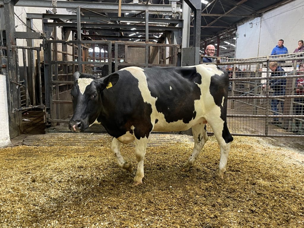 Milk in high demand at Carnaross dairy sale - Agriland.ie