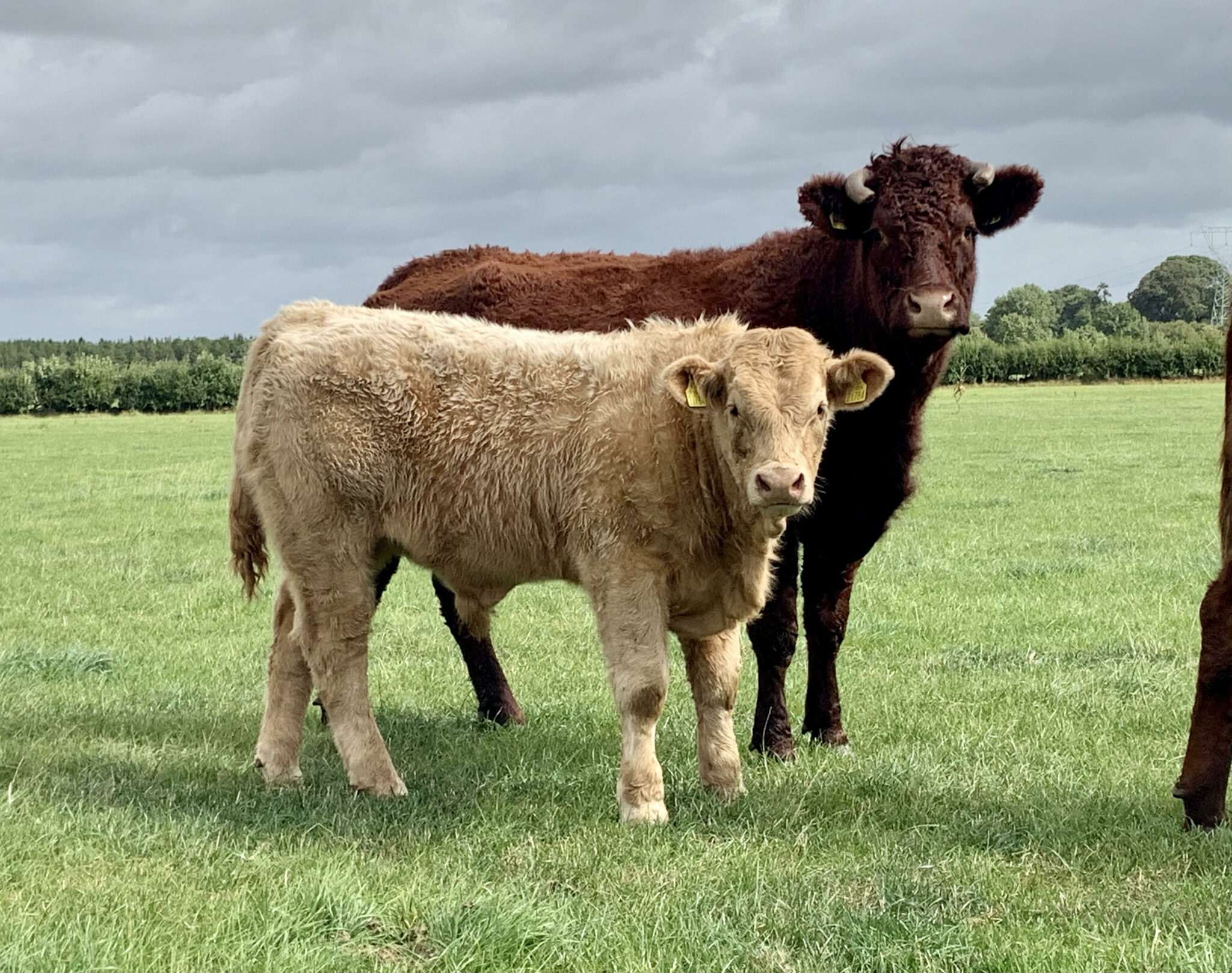 Huge selection of Charolais bulls and heifers set for Tullamore