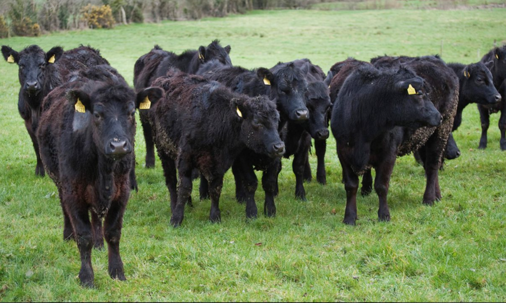 Dung samples: How they're taken and interpreted