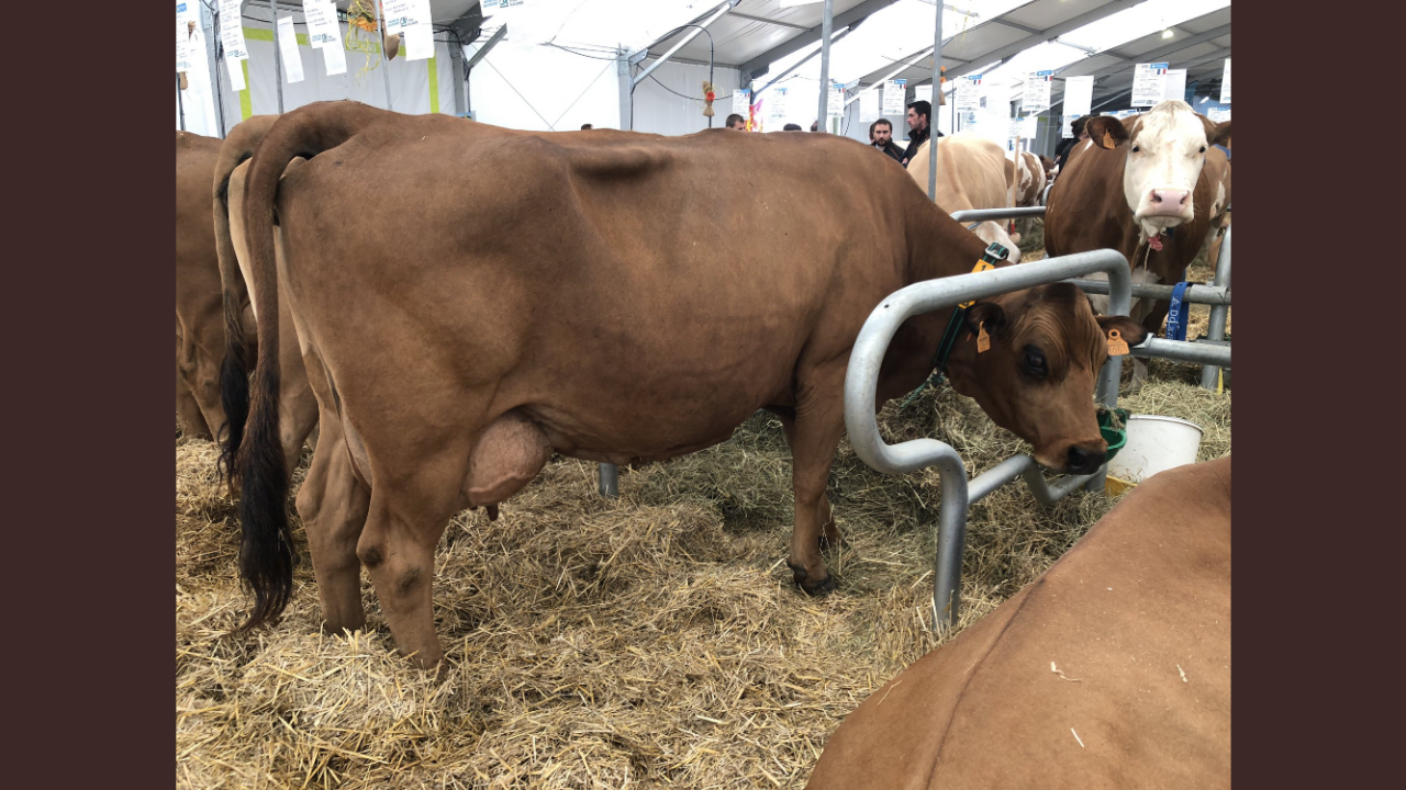 Gallery: 'Unique' beef and dairy breeds at Sommet 2022