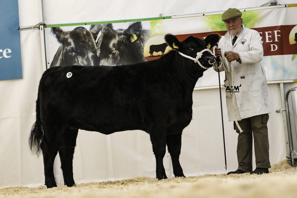 Video: Top price of €10,500 at Thurles' Angus Premier Sale