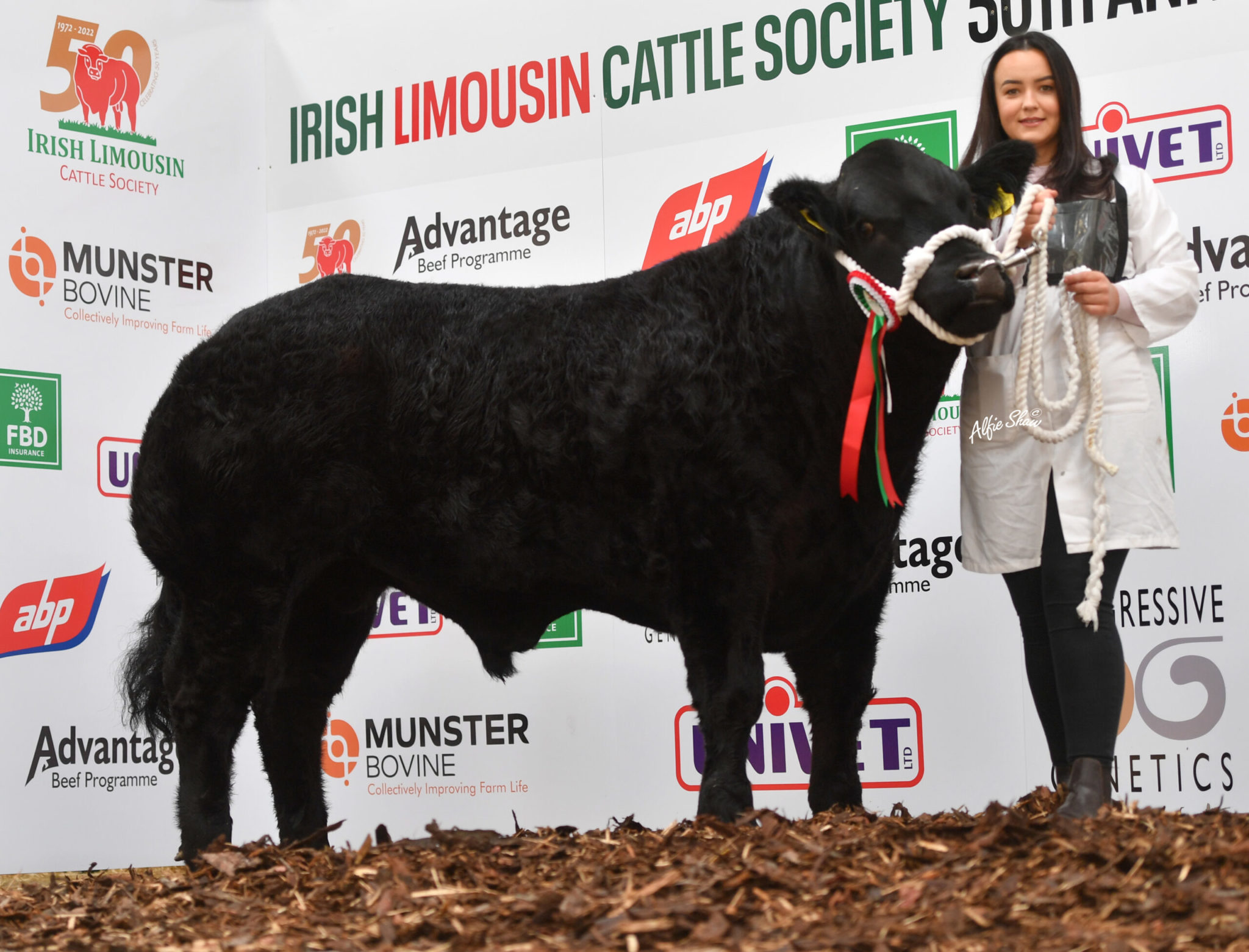 Coco crowned Limousin commercial queen at society show