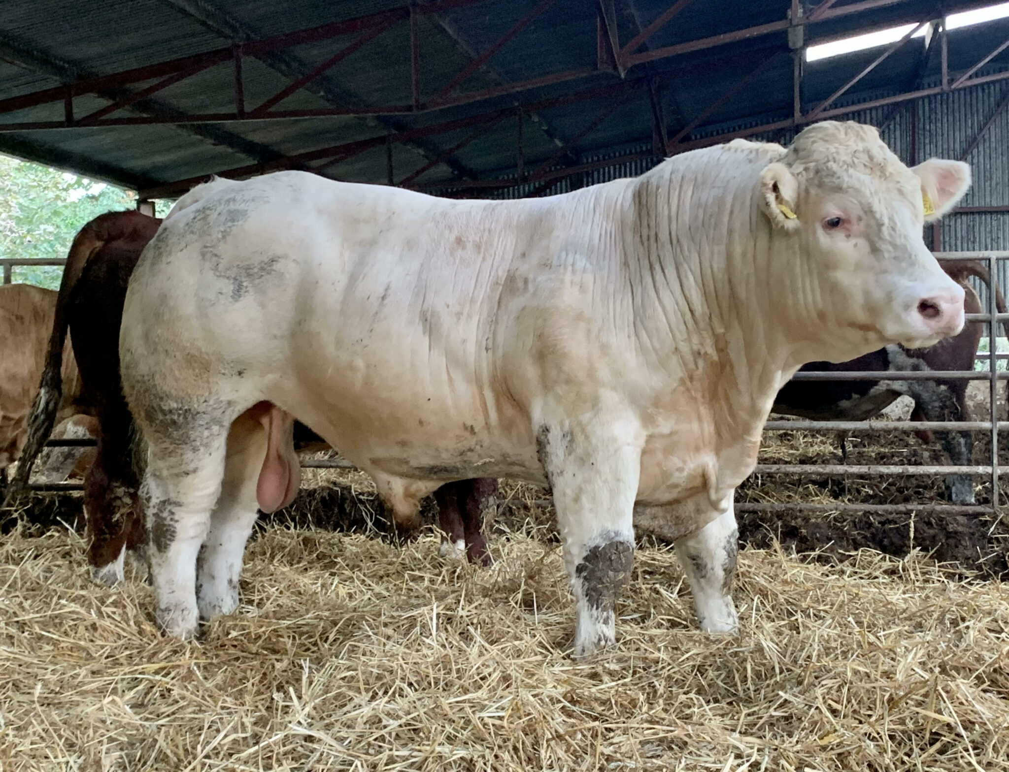 Huge selection of Charolais bulls and heifers set for Tullamore