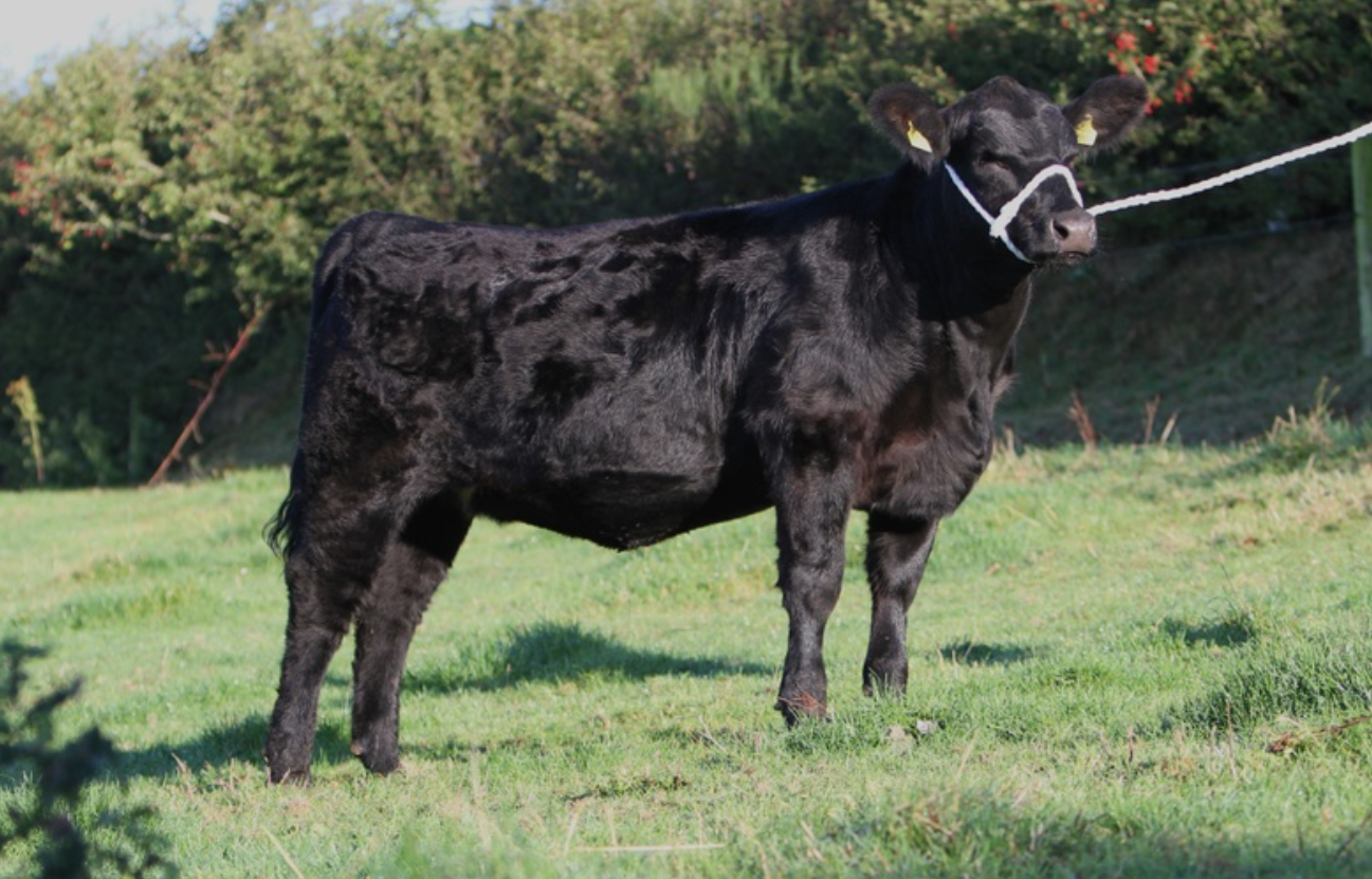 Sale preview: 'Eye catching Angus' at Thurles Premier Sale - Agriland.ie