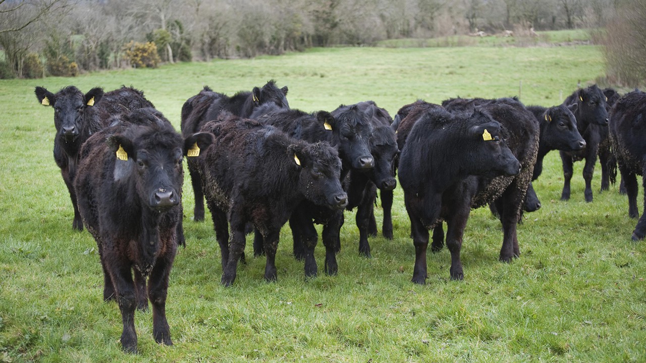 Winter Beef series: Avoiding 'the weanling weight struggle'