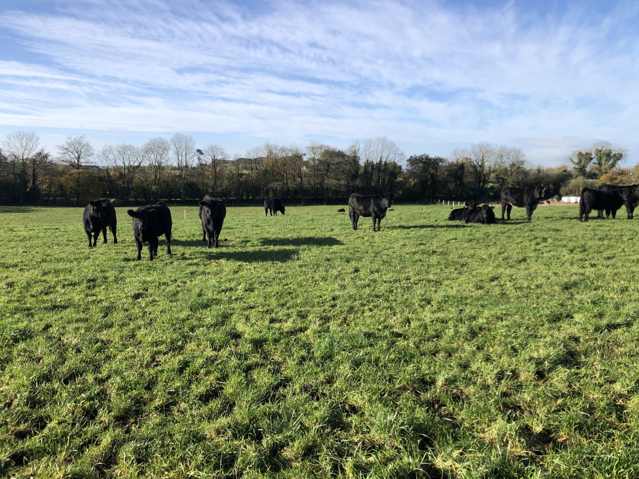 Video: Foyle cattle finishing unit and 1,100ac research farm