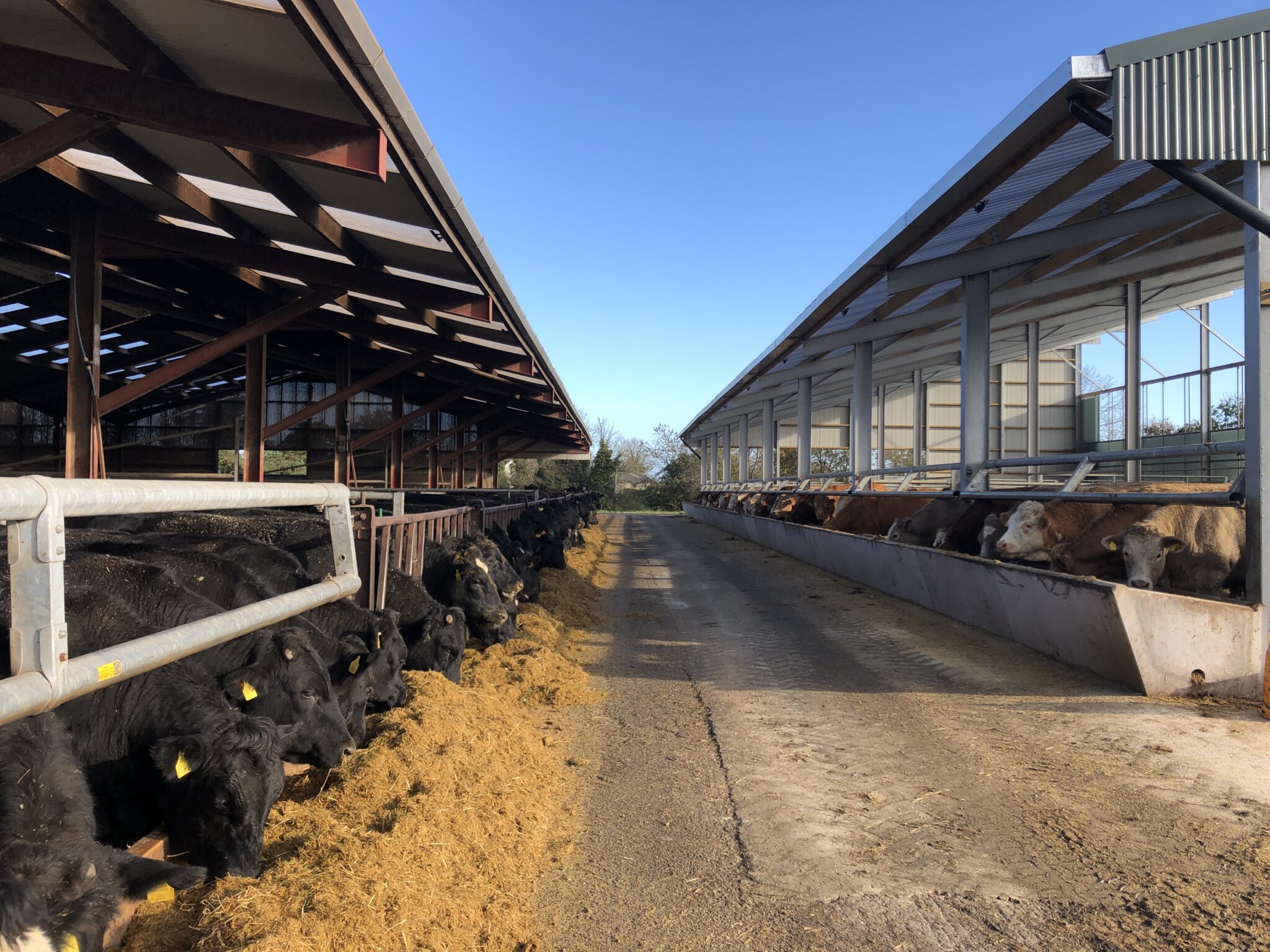 Video: Foyle cattle finishing unit and 1,100ac research farm