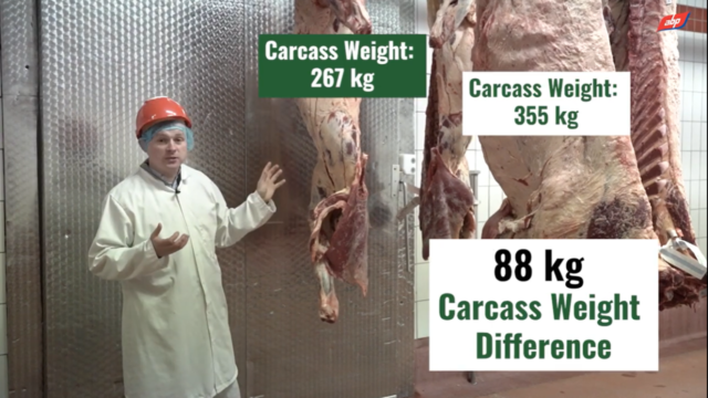 Video: Comparing 2 Angus dairy-beef carcasses at ABP Slaney