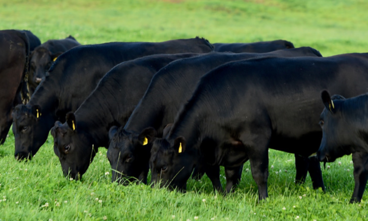 5-point sustainability plan for Irish Angus could deliver 'real benefits'