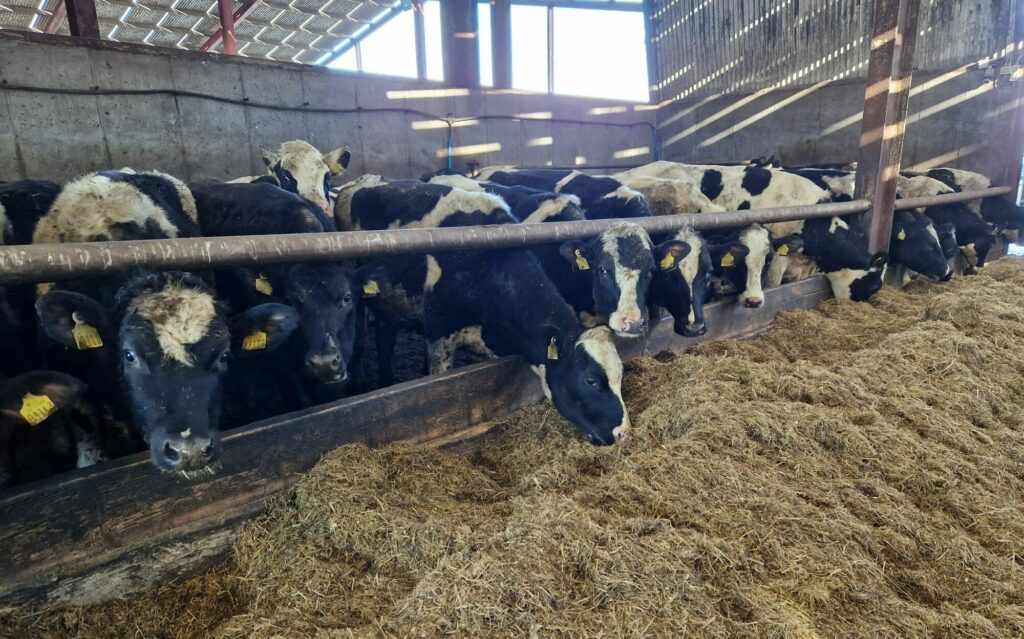 Transformula: A key component in calf rearing protocols