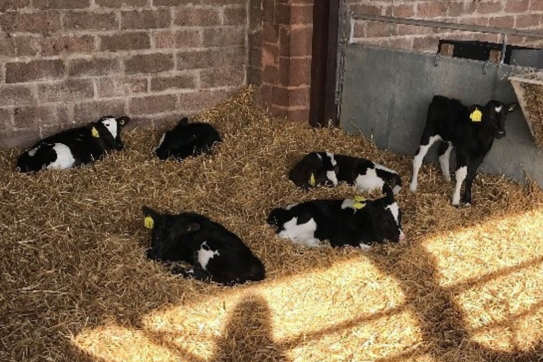 Feed trial: College's calves double their birth weight at weaning ...