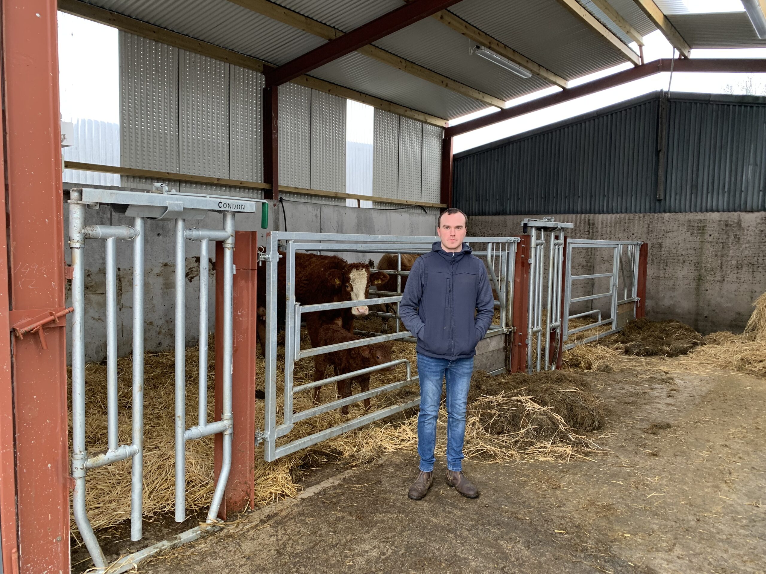 Beef focus: Young Monaghan farmer's model suckler setup - Agriland.ie
